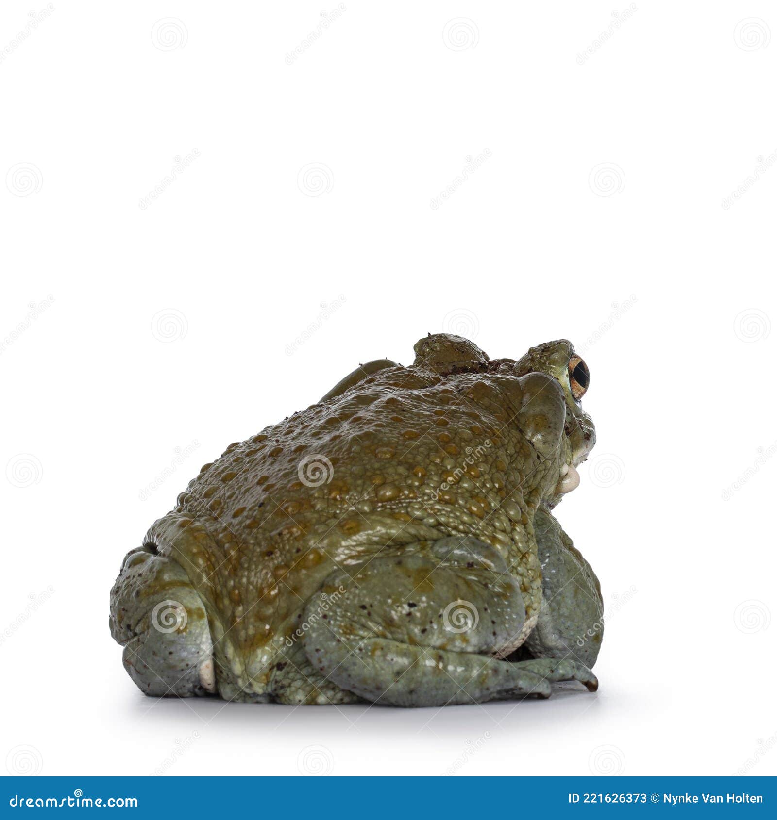 Bufo Alvarius Toad On White Background Stock Photo | CartoonDealer.com ...