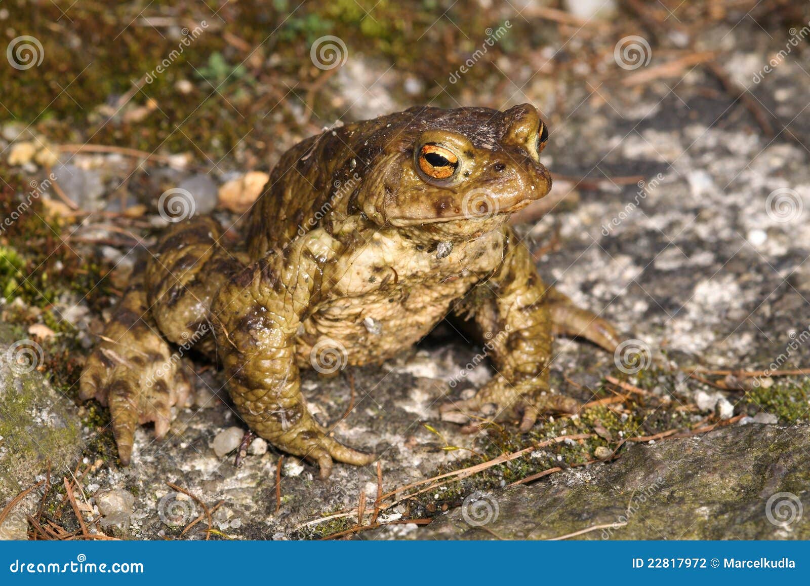 Bufo bufo stock photo. Image of view, wart, bufonidae - 22817972