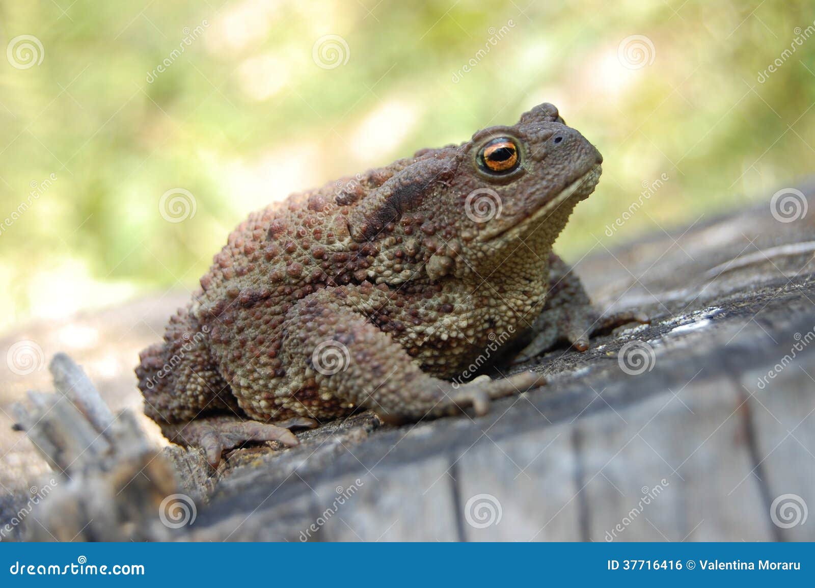 Bufo bufo stock photo. Image of ground, bark, grass, horizontal - 37716416