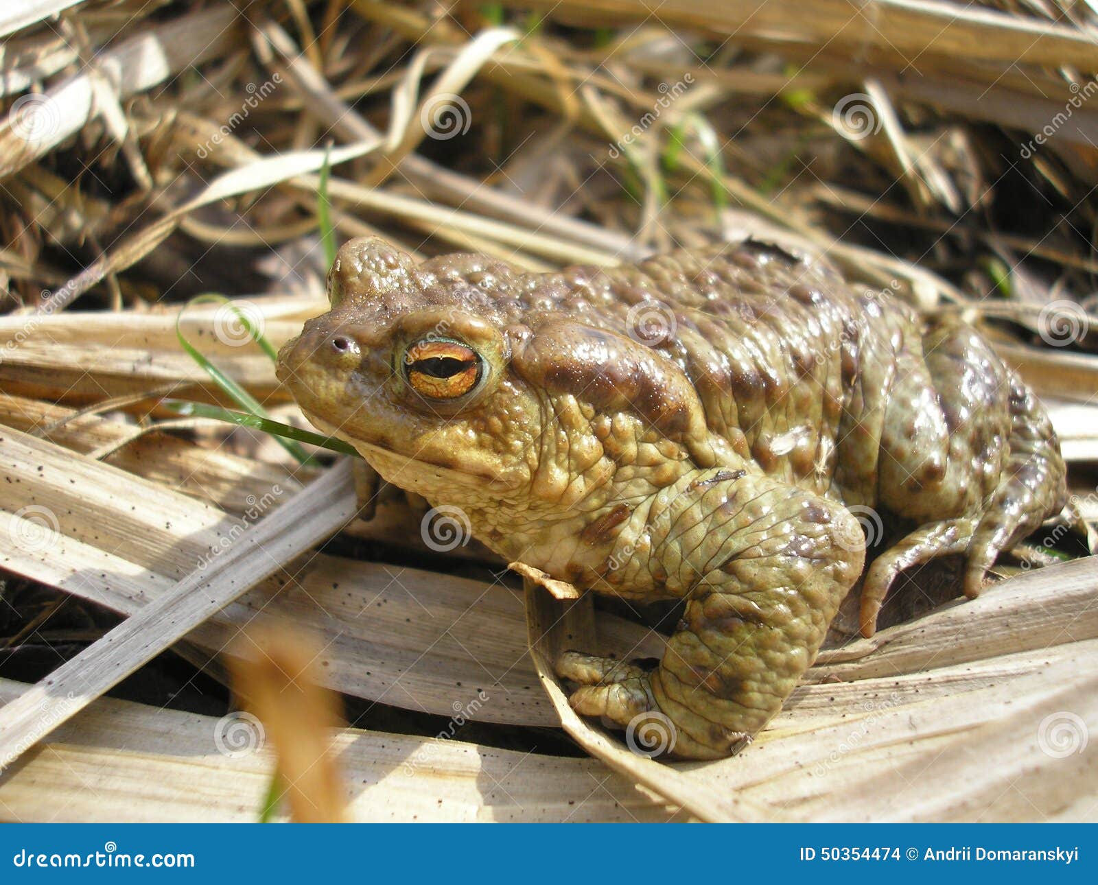 Bufo bufo stock photo. Image of swamp, bullfrog, forest - 50354474