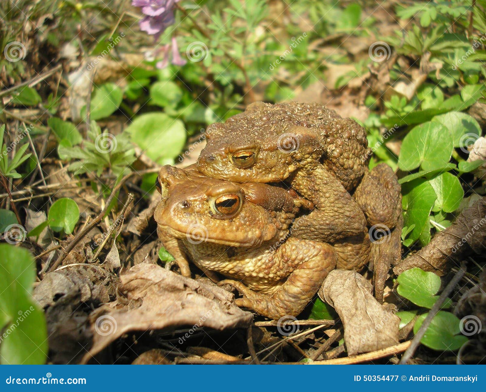 Bufo bufo stock image. Image of grass, amphibian, fauna - 50354477