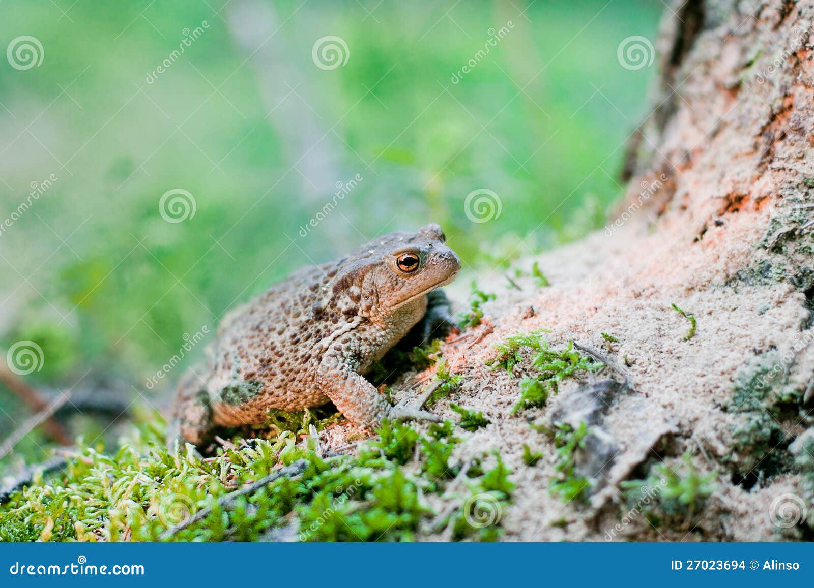 Bufo bufo Common Toad stock photo. Image of park, sitting - 27023694