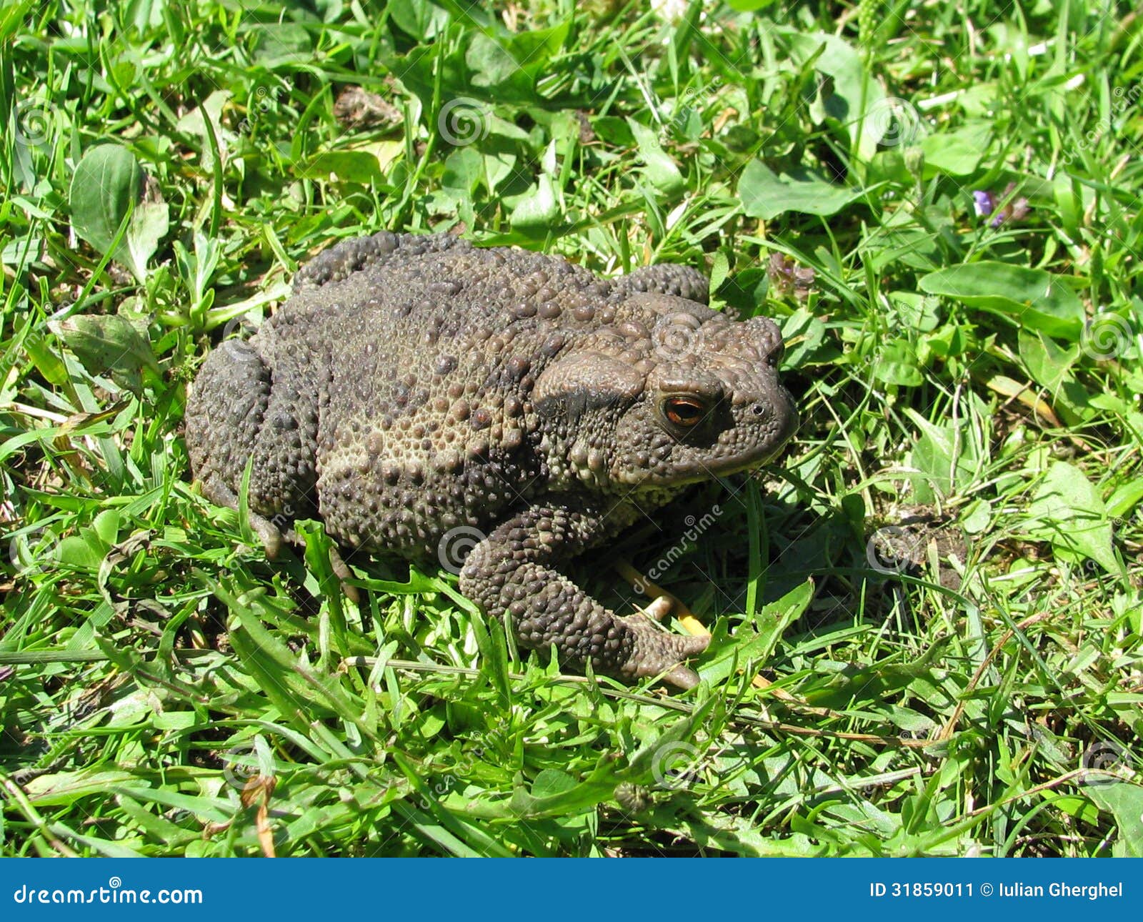 Bufo bufo stock image. Image of france, control, grass - 31859011