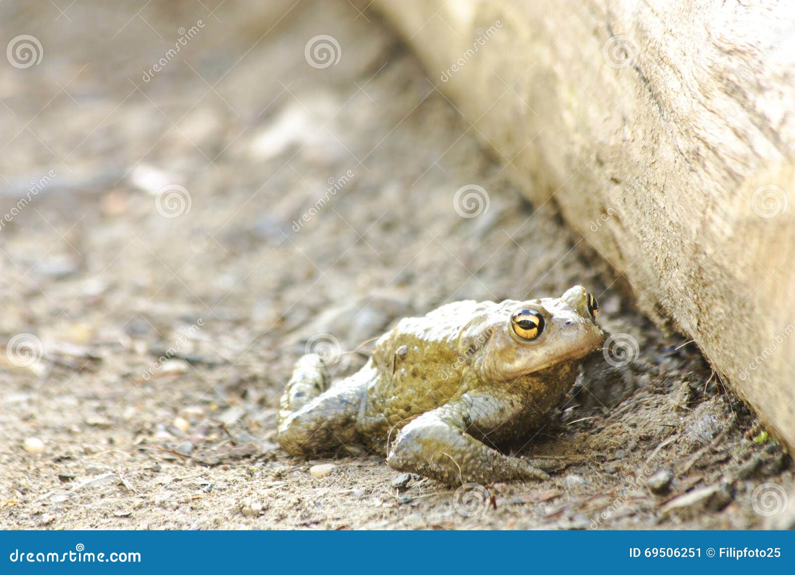 Bufo bufo frog stock image. Image of frog, croak, color - 69506251