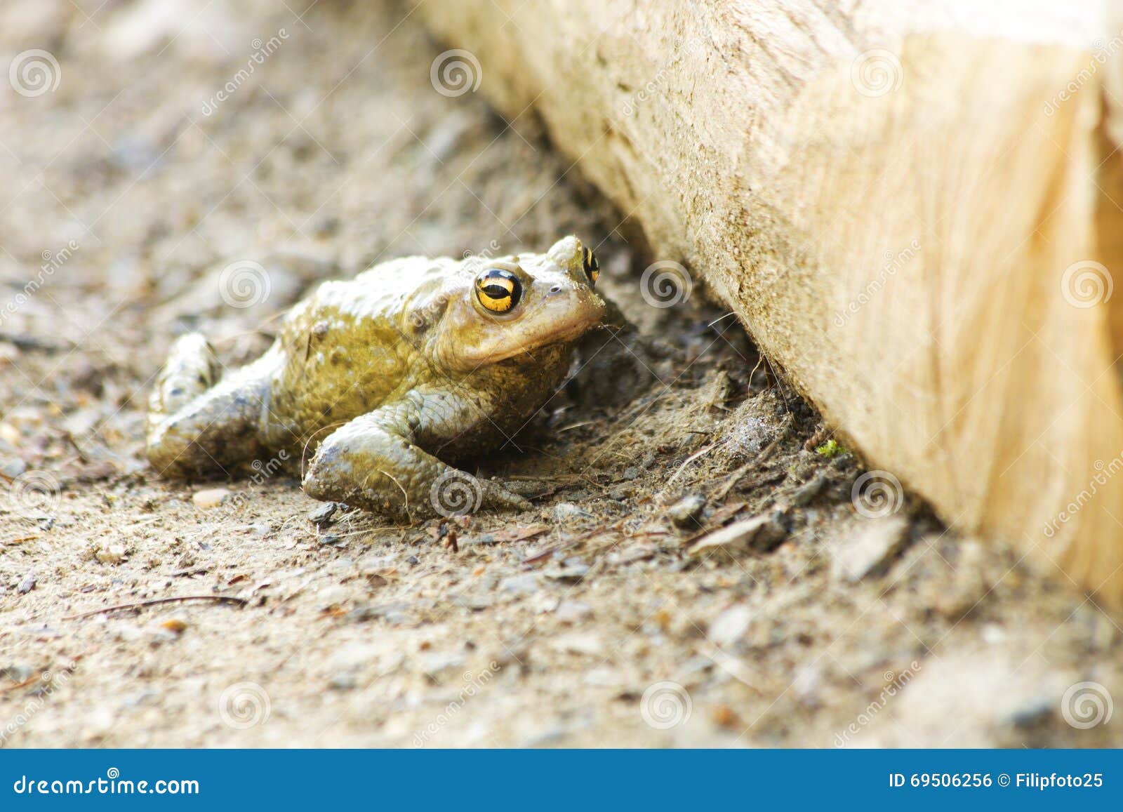 Bufo bufo frog stock photo. Image of little, animal, bumpy - 69506256