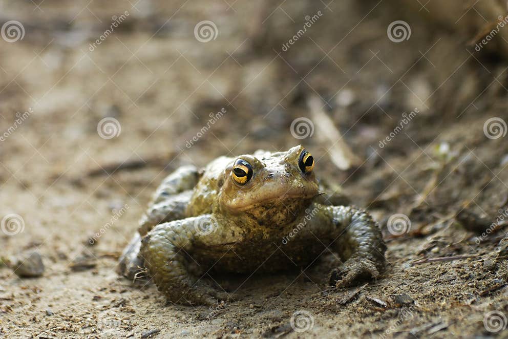 Bufo bufo frog stock photo. Image of natural, close, brown - 69506272