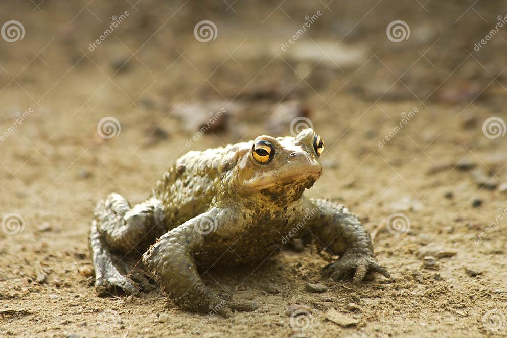 Bufo bufo frog stock image. Image of nature, environment - 69506501