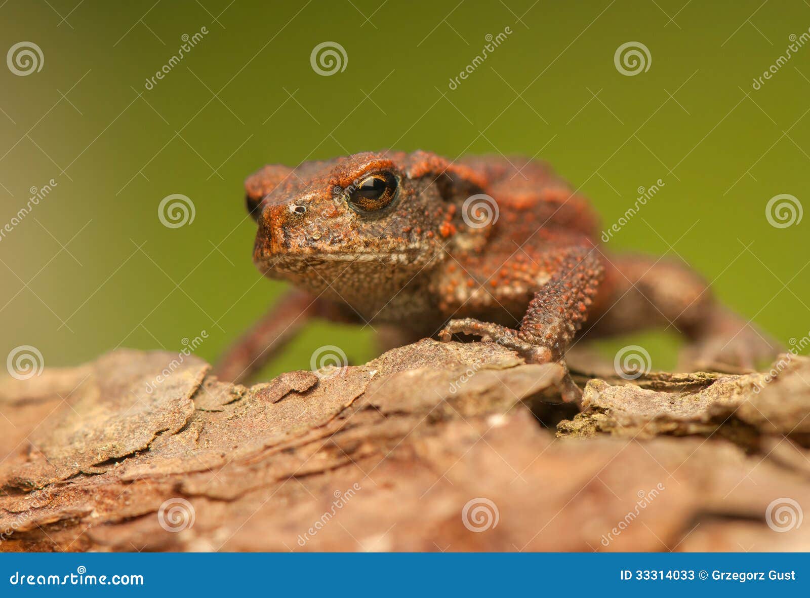 Bufo bufo stock image. Image of toad, frogs, head, snout - 33314033