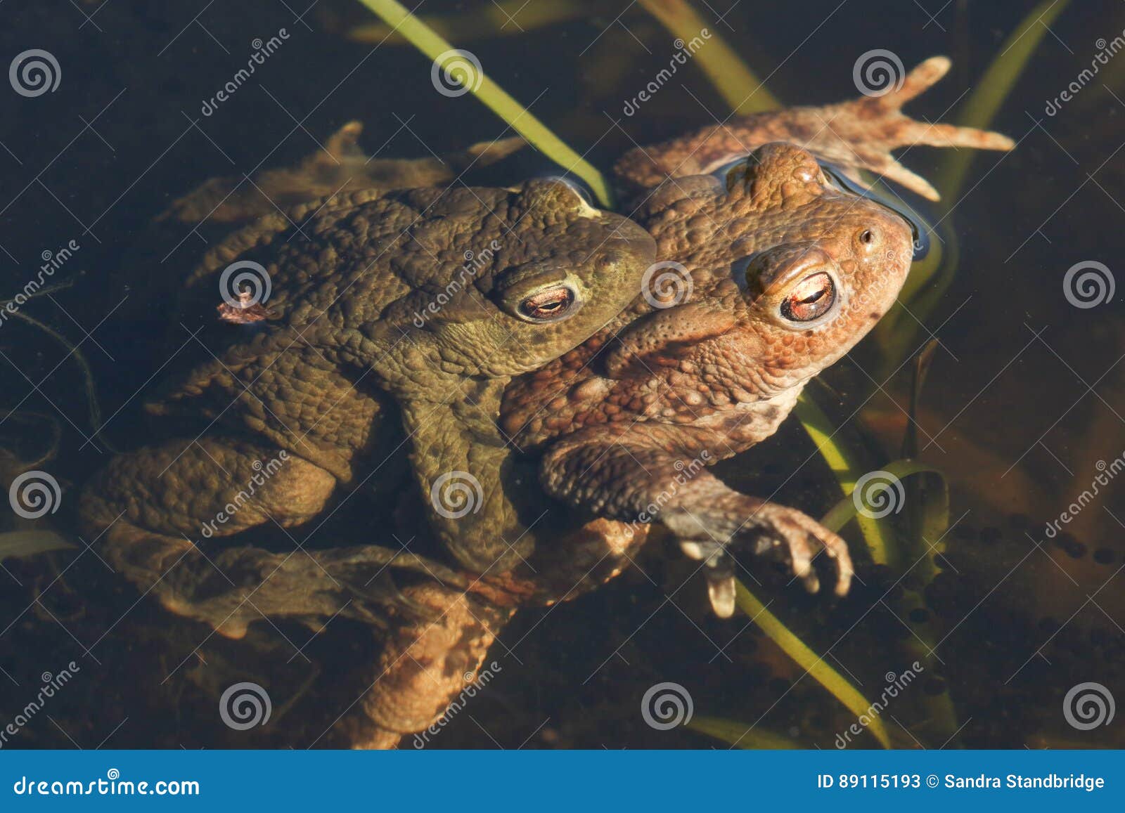 Bufo Commun De Accouplement De Bufo De Crapauds Dans Un étang Image ...