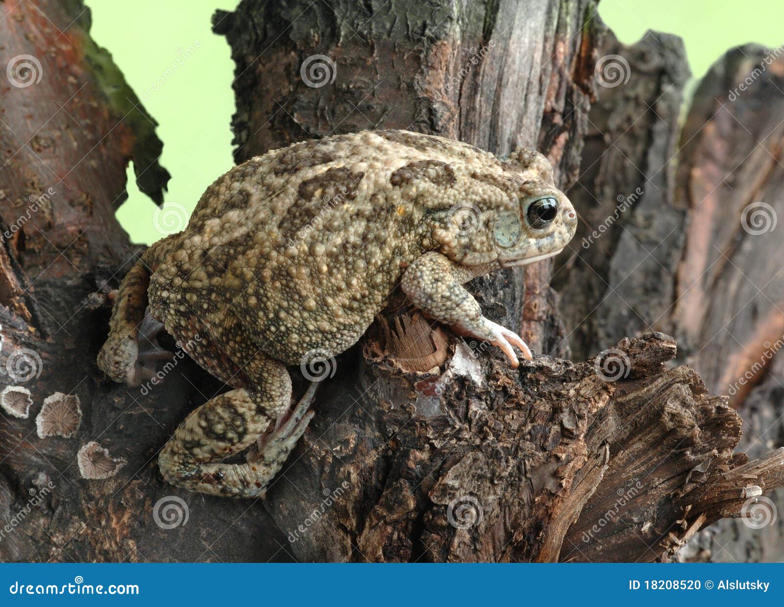 Bufo de Bufo de la rana foto de archivo. Imagen de ambiente - 18208520