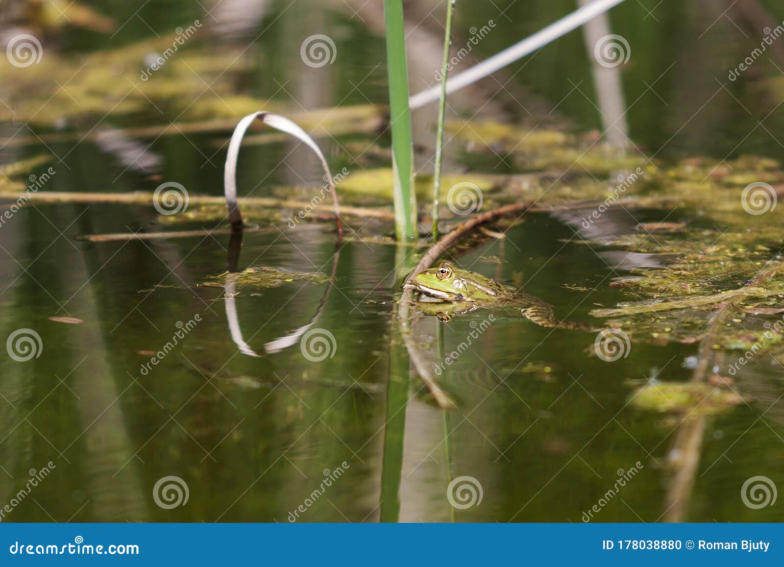 Bufo bufo frog stock photo. Image of protect, lake, closeup - 178038880