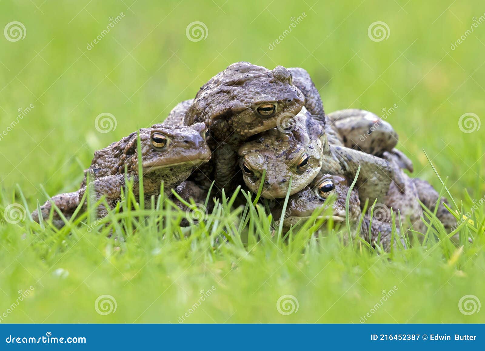 Bufo frogs stock image. Image of brown, animals, reptile - 216452387