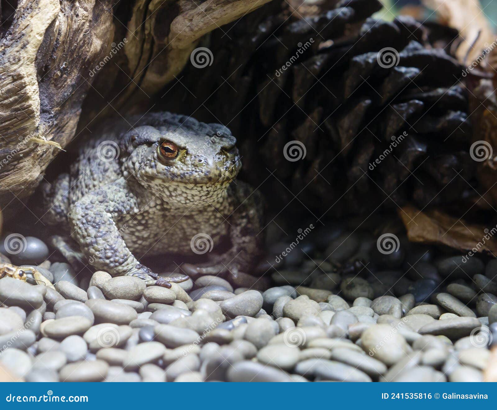 Bufo Melanostictus Latin: Duttaphrynus Melanostictus. Stock Photo ...