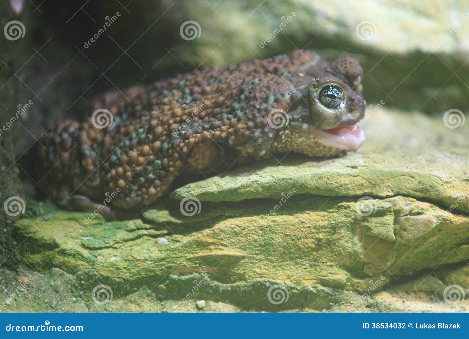 Bufo peltocephalus stock photo. Image of adult, nature - 38534032
