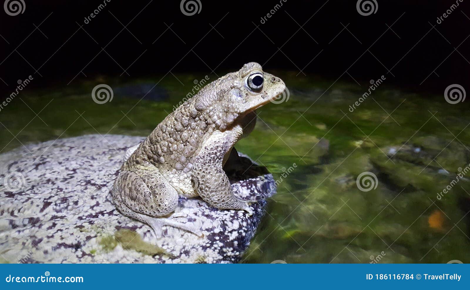 Bufo toad on a rock stock photo. Image of animal, closeup - 186116784