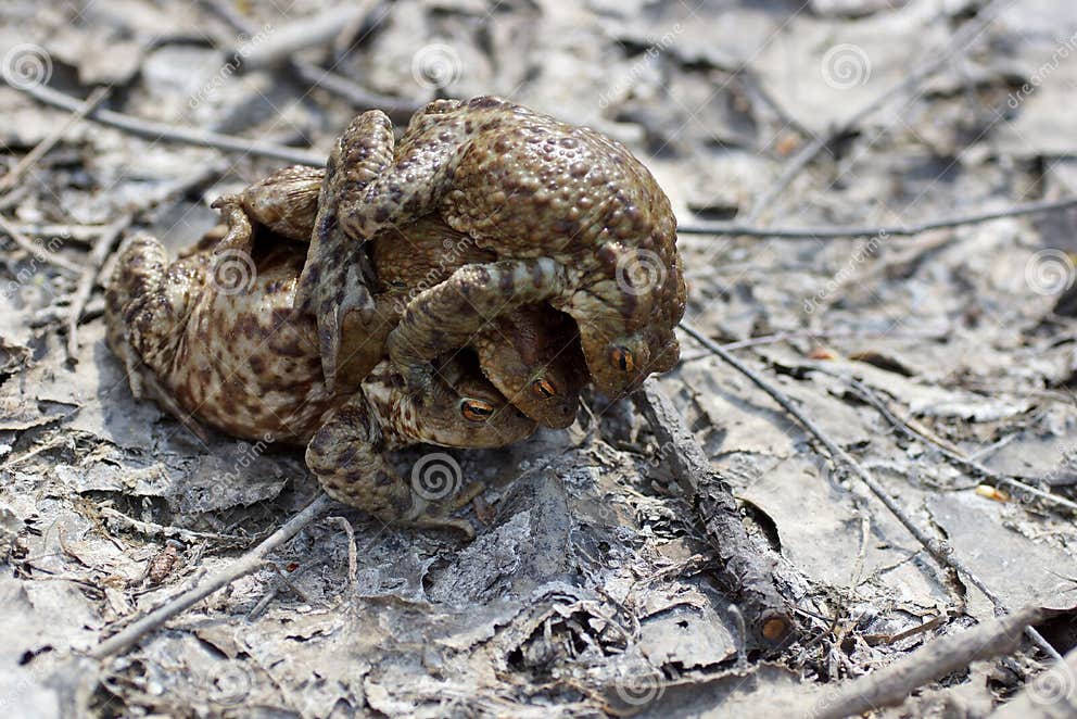Bufo Toads in Amplexus. the Fight for the Female Stock Photo - Image of ...