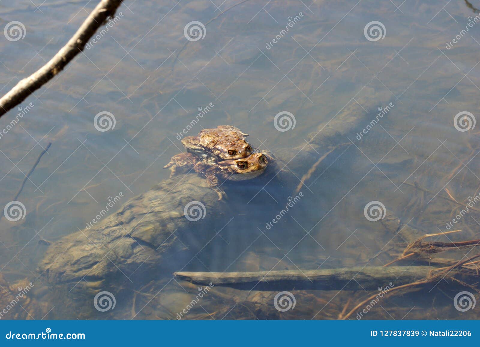 Bufo Toads Mating in Spring Brown Common Toad in a River, Male and ...