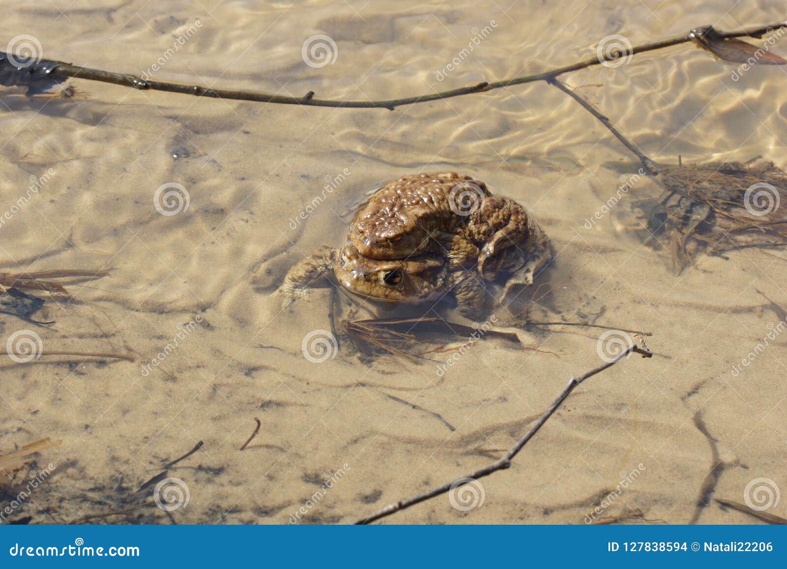 Bufo Toads Mating in Spring Brown Common Toad in a River, Male and ...