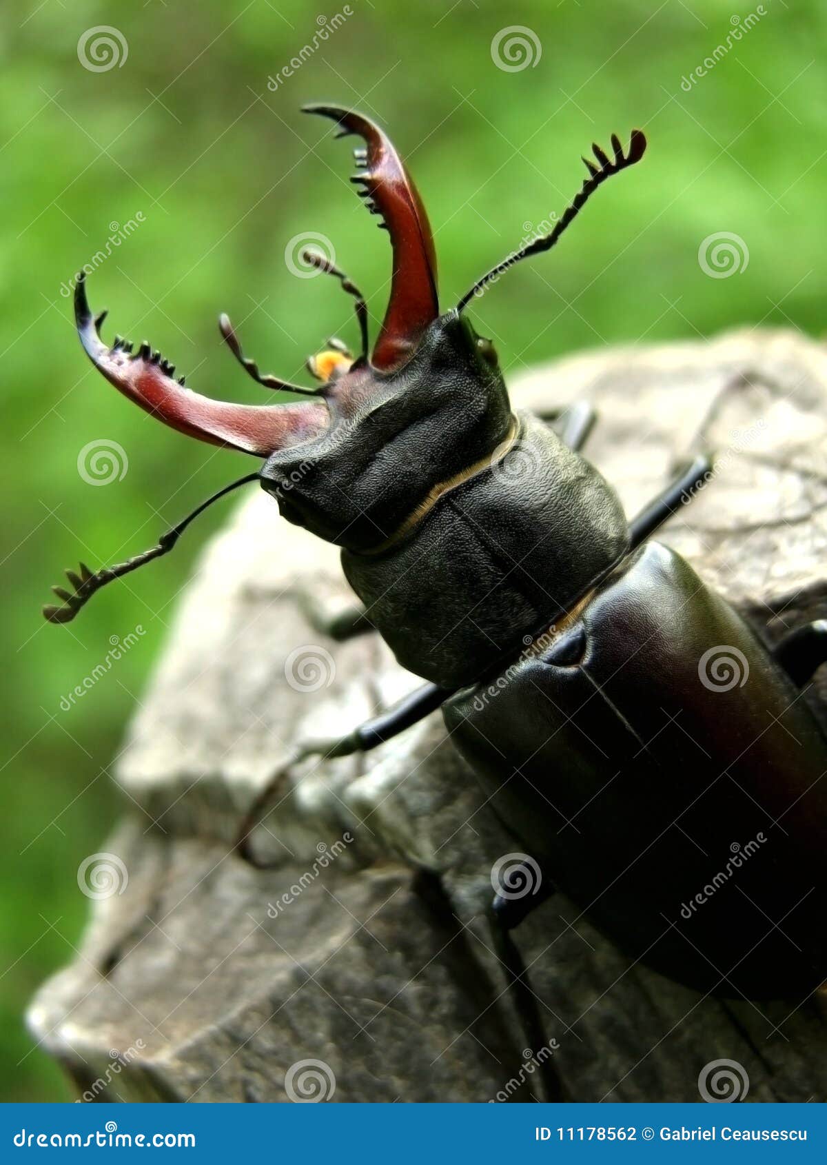 Stag beetle bug stock photo. Image of biology, life, animal - 11178562