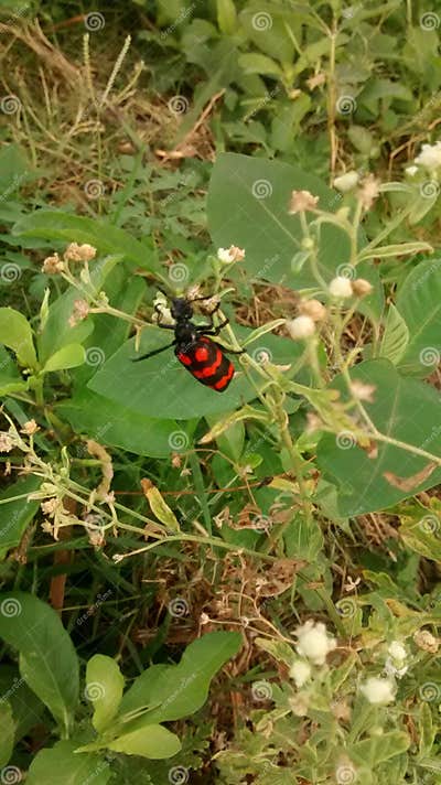 Bug stock photo. Image of vandu, poochi, black - 122137500