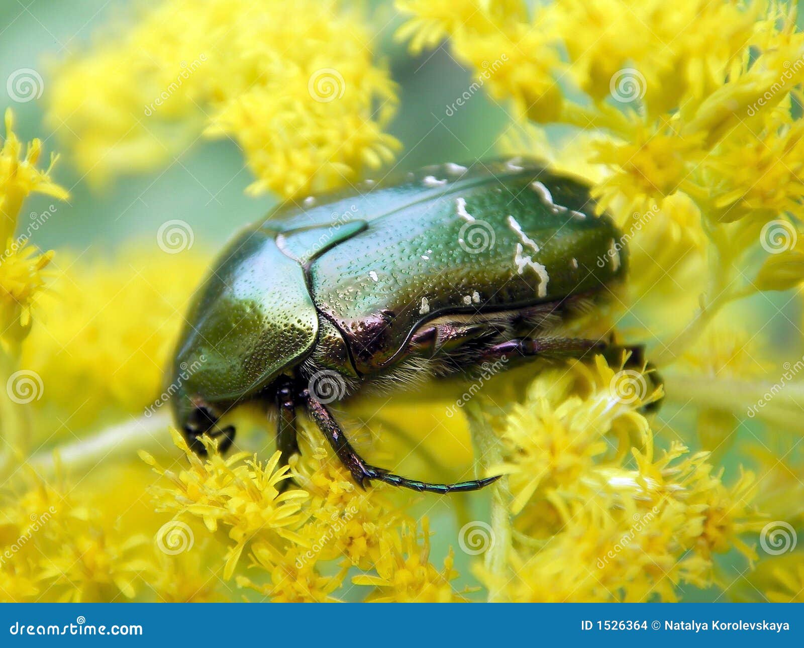 Bug stock photo. Image of happy, garden, colors, gold - 1526364