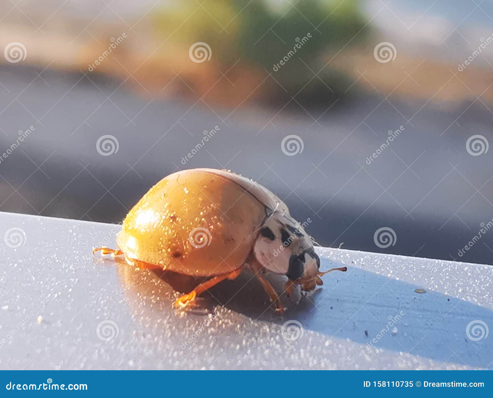 Bug imagen de archivo. Imagen de animales, cubo, bicho - 158110735