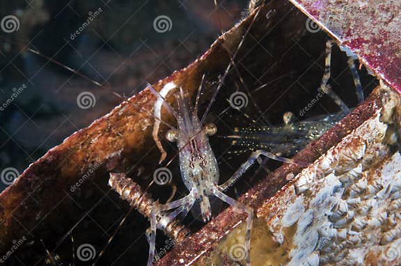Bug stock image. Image of barnacle, water, wildlife, west - 17962745
