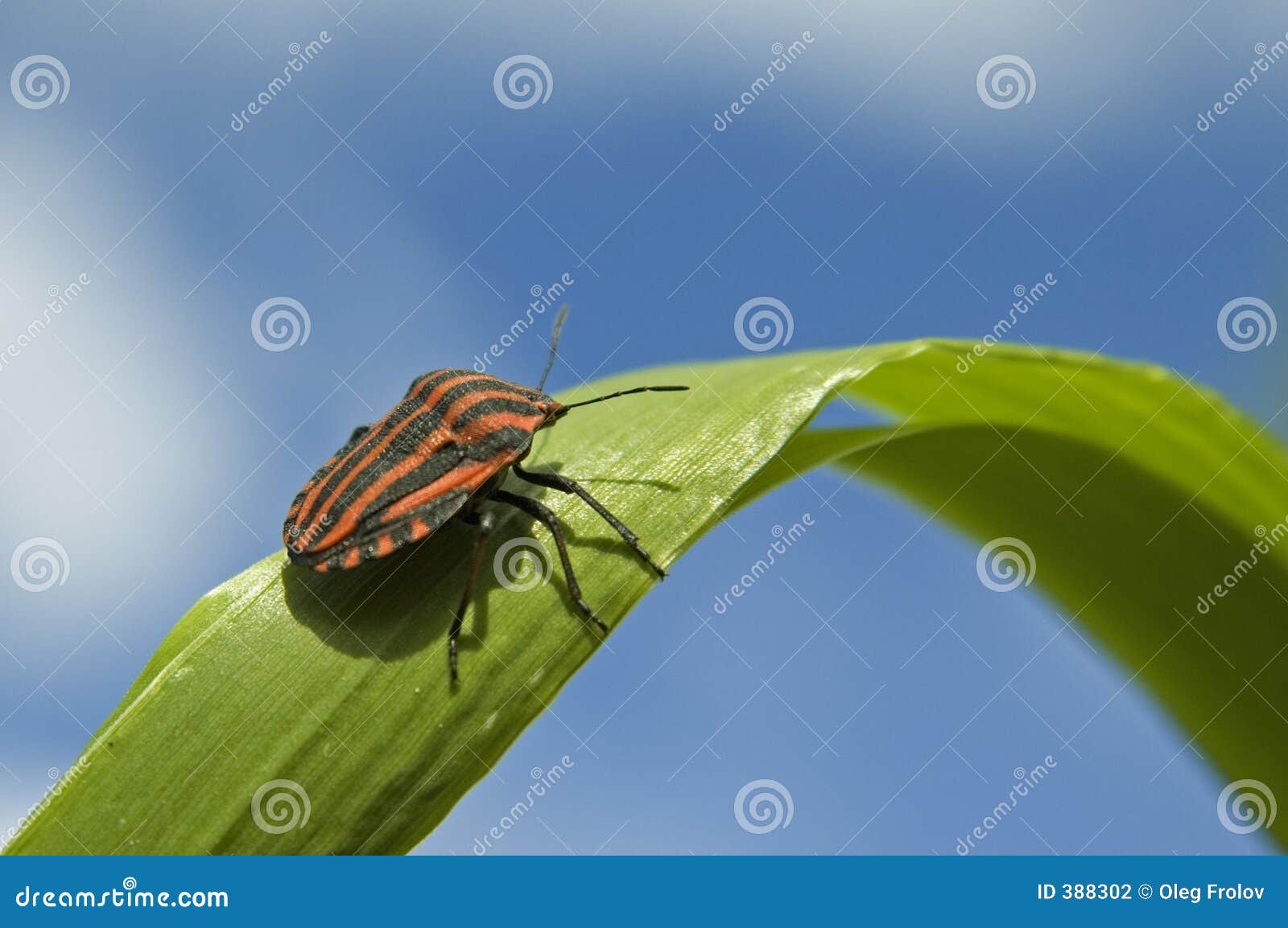 272 Stripy Bug Stock Photos - Free & Royalty-Free Stock Photos from ...