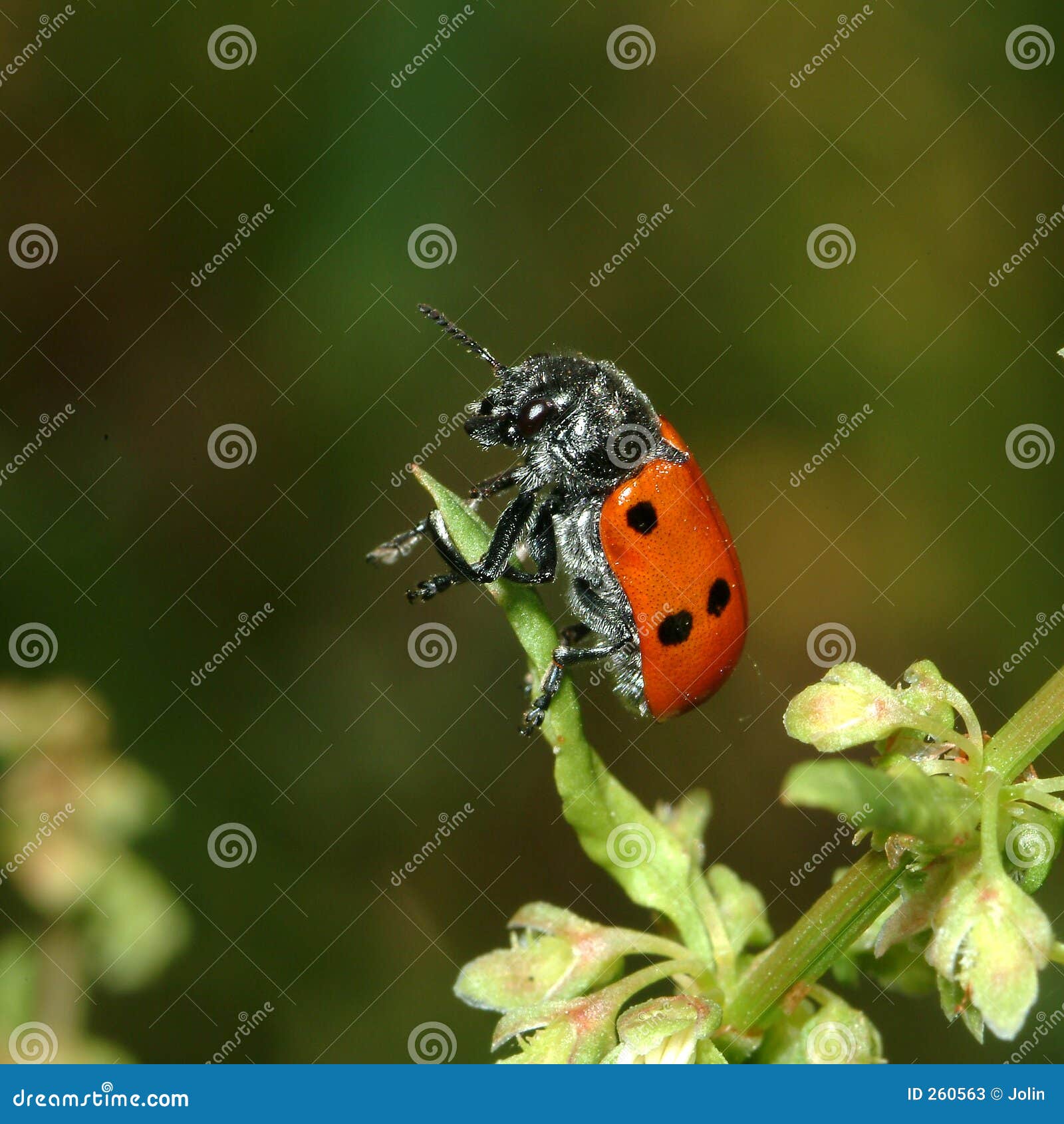 854 Bug Flyer Stock Photos - Free & Royalty-Free Stock Photos from ...