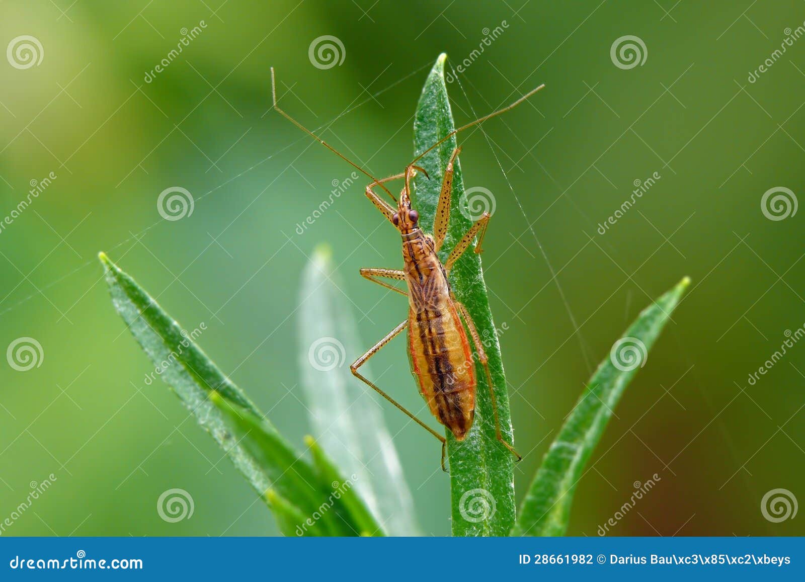 Nabis Limbatus Photos - Free & Royalty-Free Stock Photos from Dreamstime