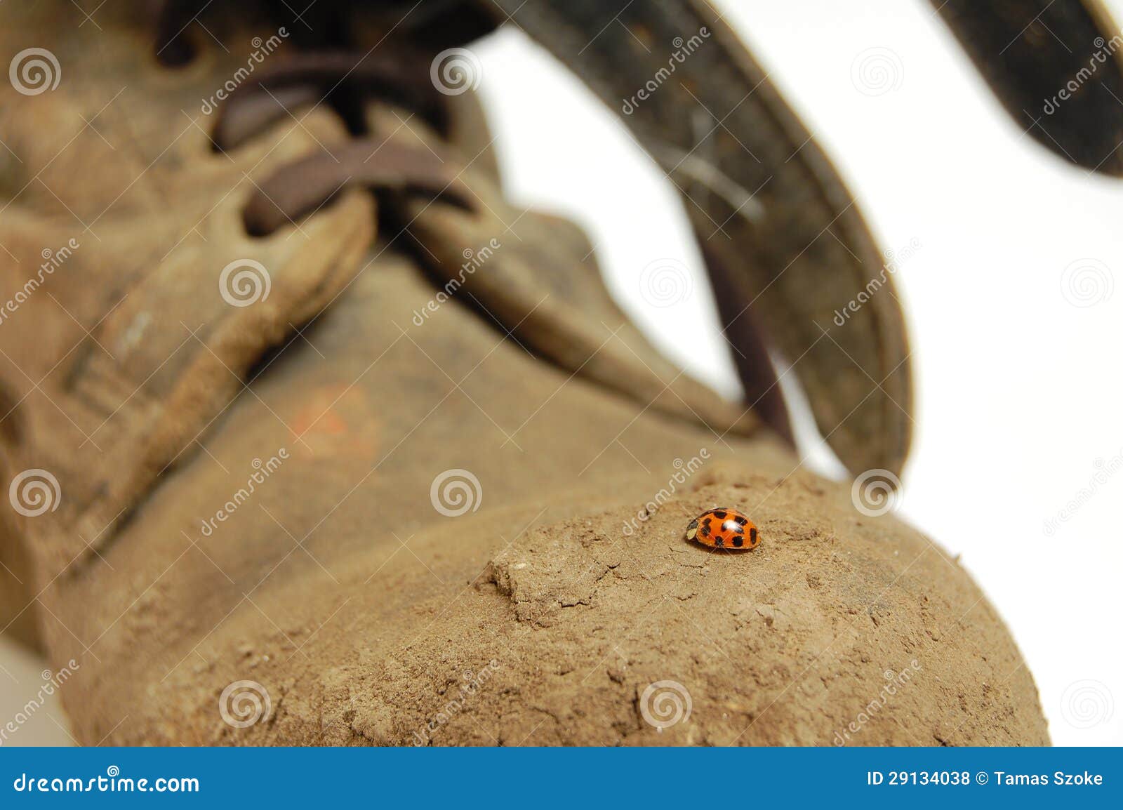Bug stock photo. Image of grunge, high, boot, armed, muddy - 29134038