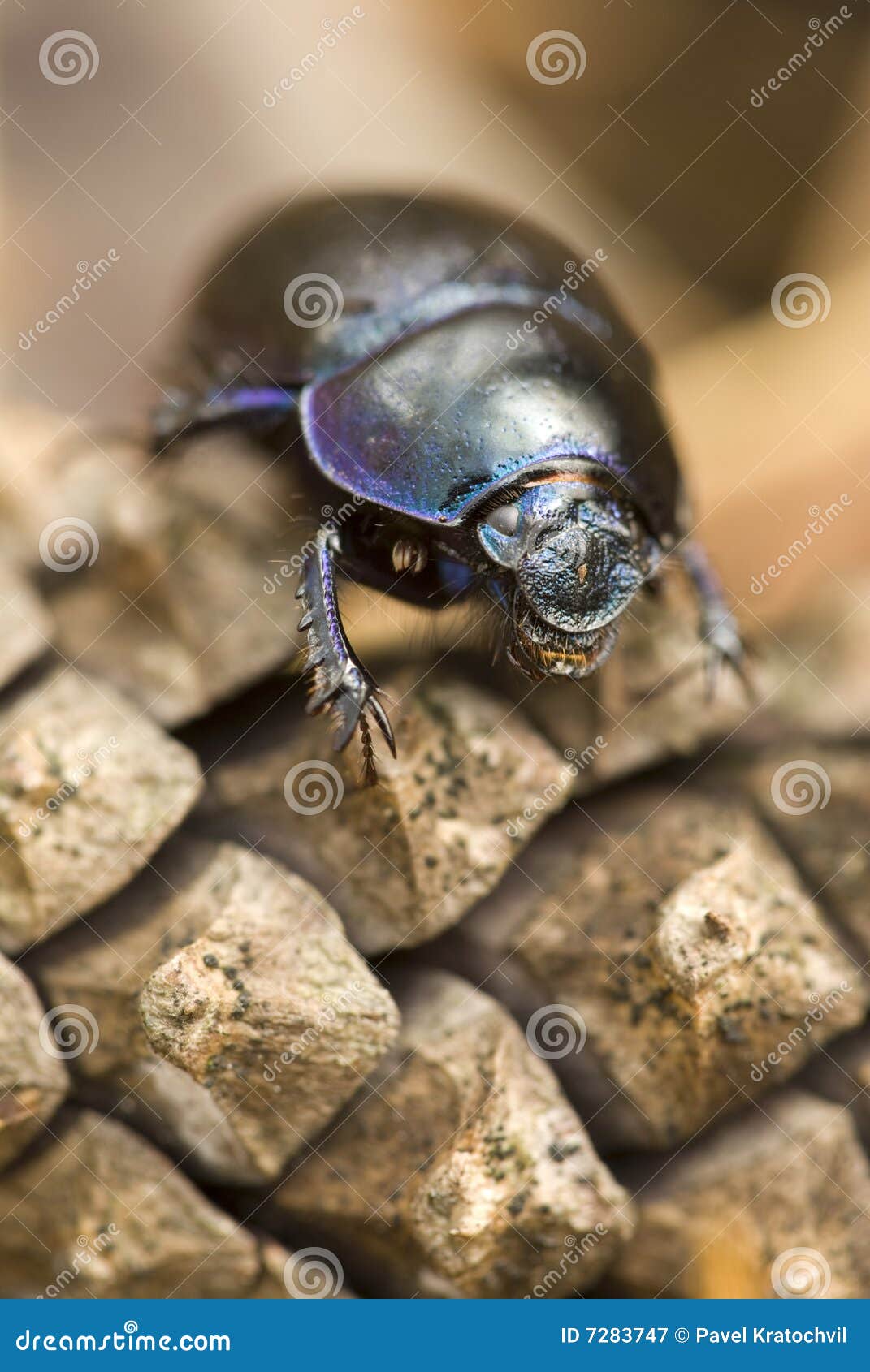 Bug stock image. Image of head, case, close, cone, sitting - 7283747