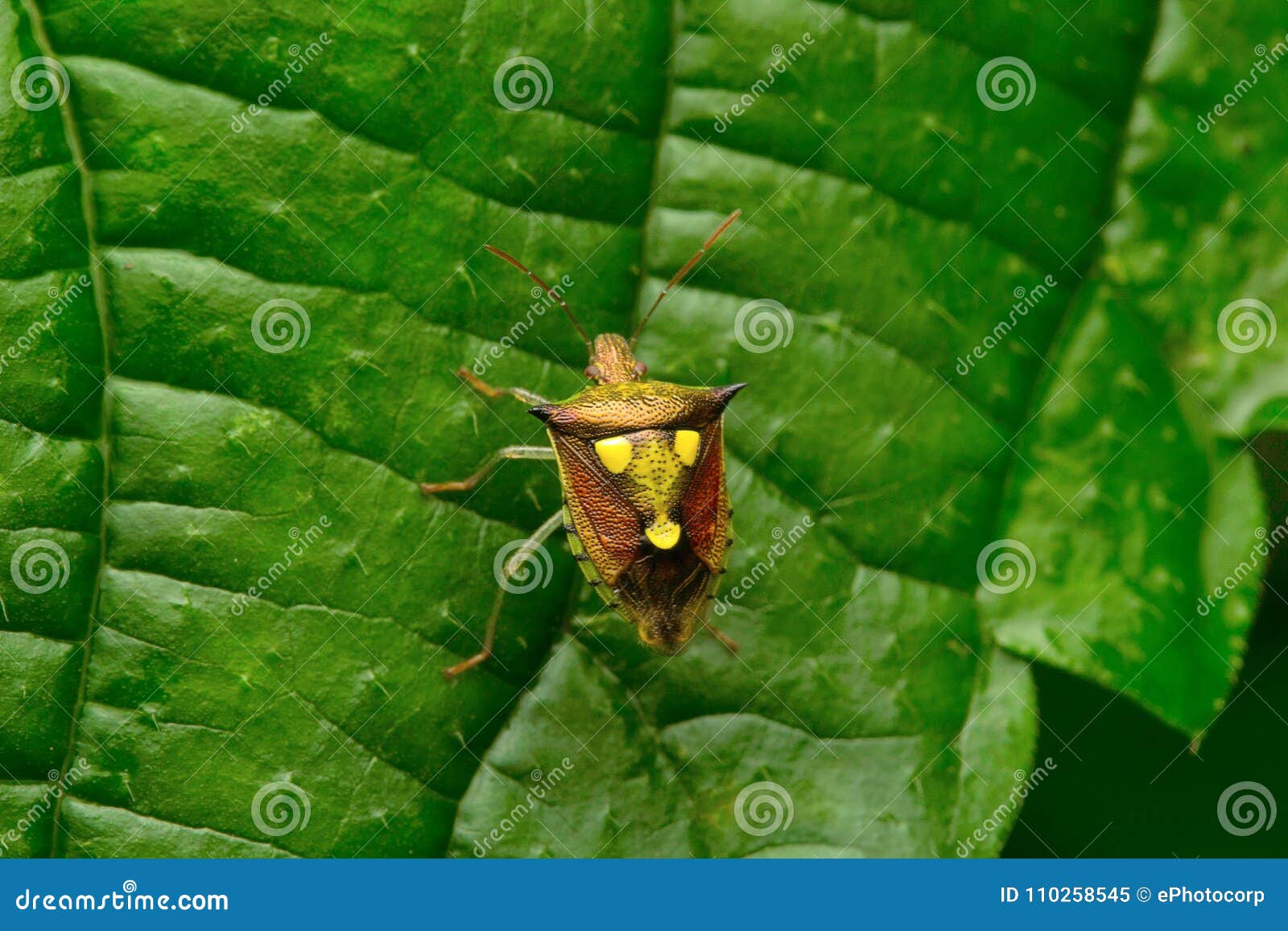 Bug, Aarey Milk Colony stock image. Image of parasitic - 110258545