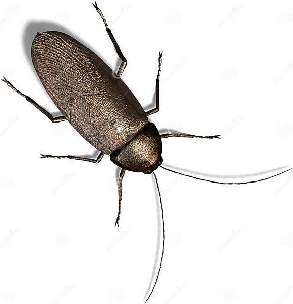Bug from above stock illustration. Illustration of fressen - 1710168