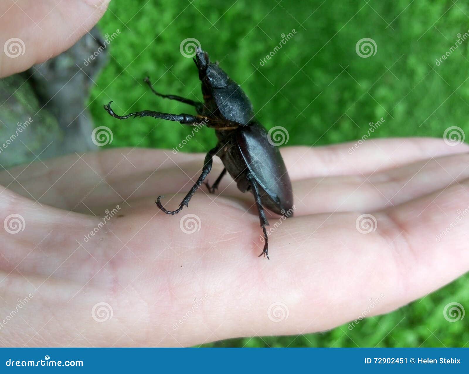 Bug acrobat stock image. Image of insect, acrobat, beautiful - 72902451
