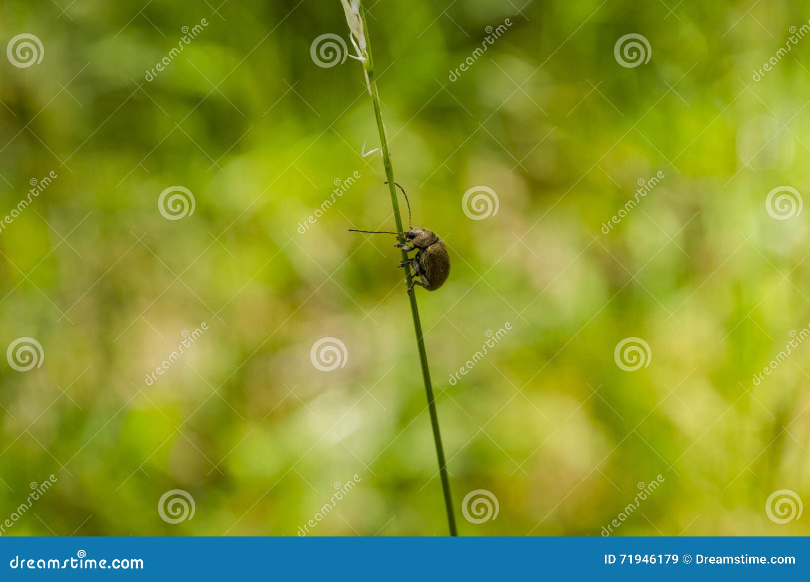 A Bug Alone on a Grass Stem Stock Image - Image of extend, tiny: 71946179
