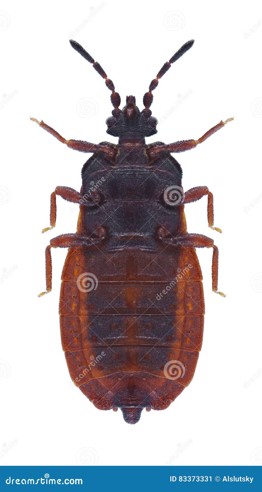 Bug Aneurus Avenius Underside Stock Image - Image of aradidae, wildlife ...