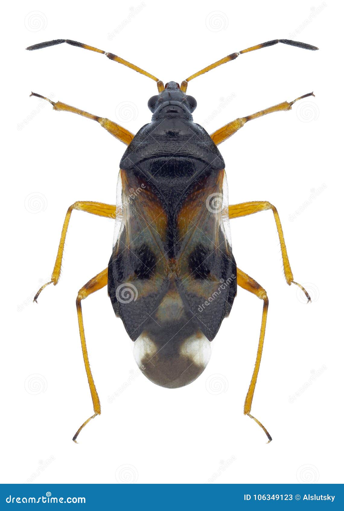 Bug Anthocoris Stock Photos - Free & Royalty-Free Stock Photos from ...
