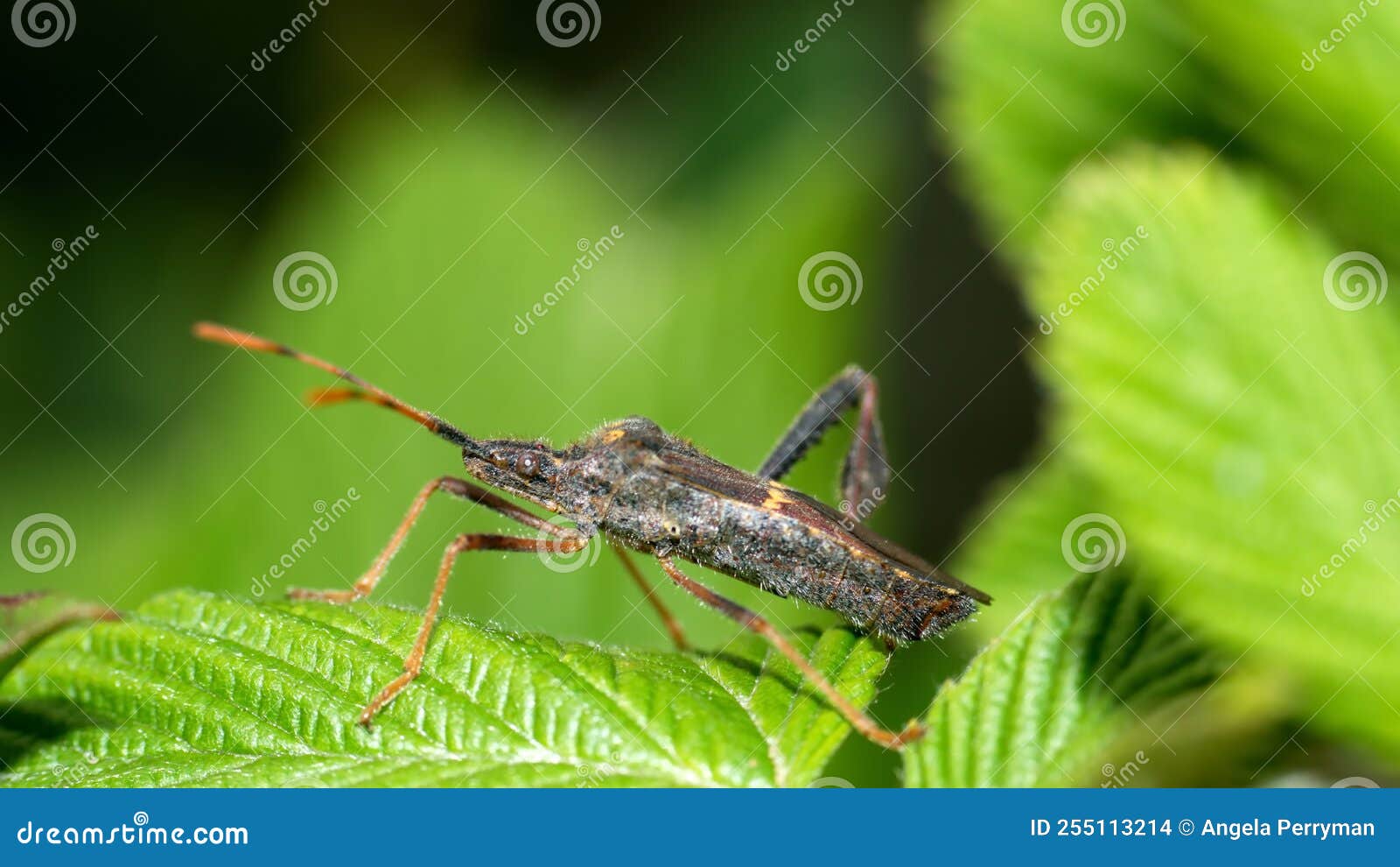 Bug assassino em uma folha foto de stock. Imagem de equador - 255113214