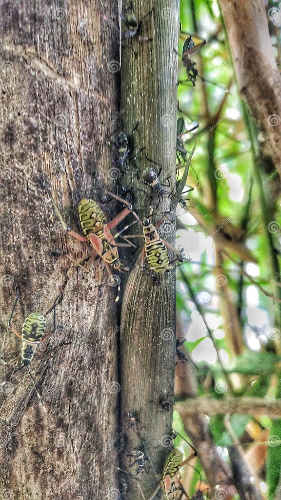 Bug on the Bamboo Tree in the Forest Park Stock Image - Image of tree ...