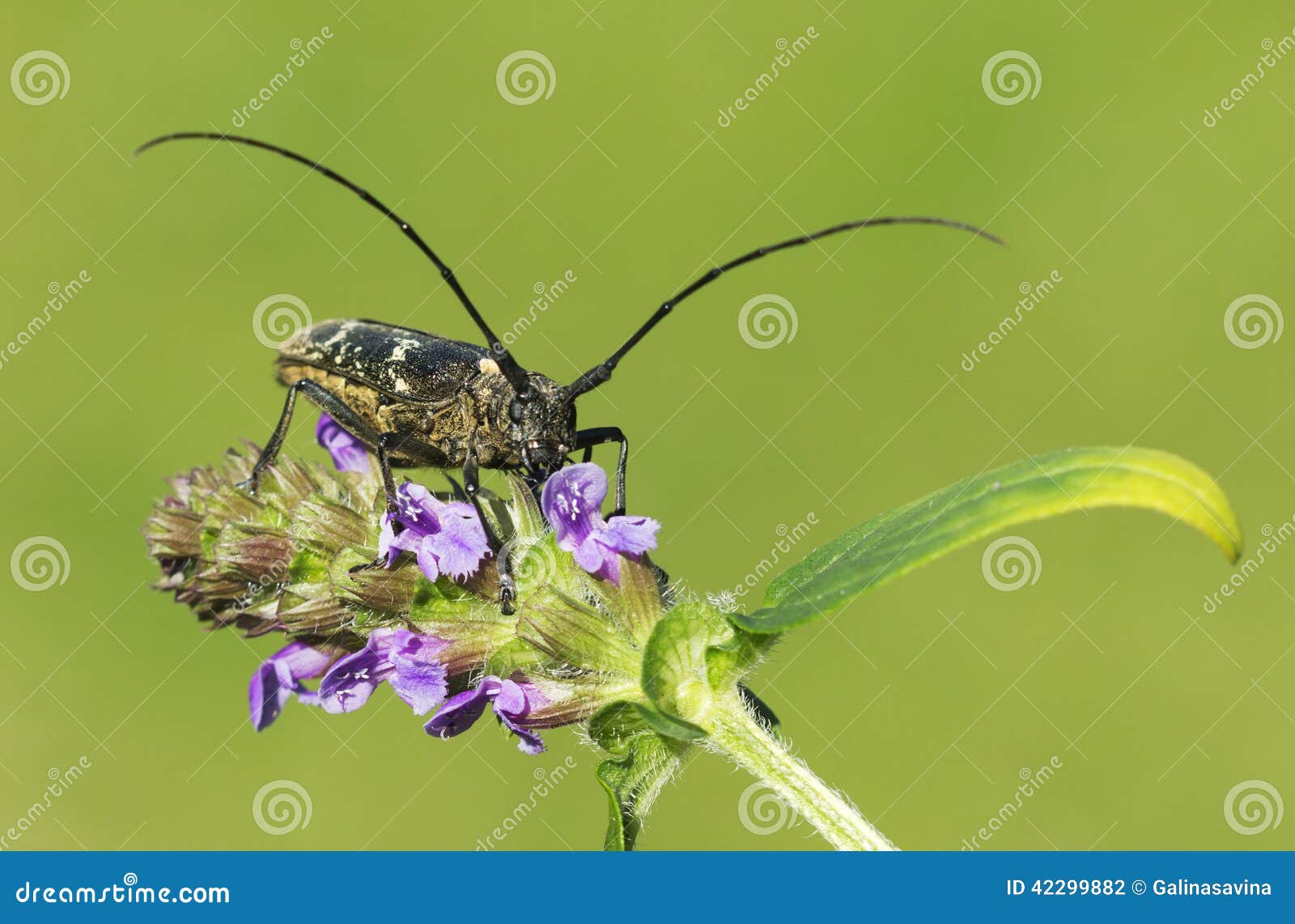 Bug-barbel stock photo. Image of whiskers, grey, flies - 42299882