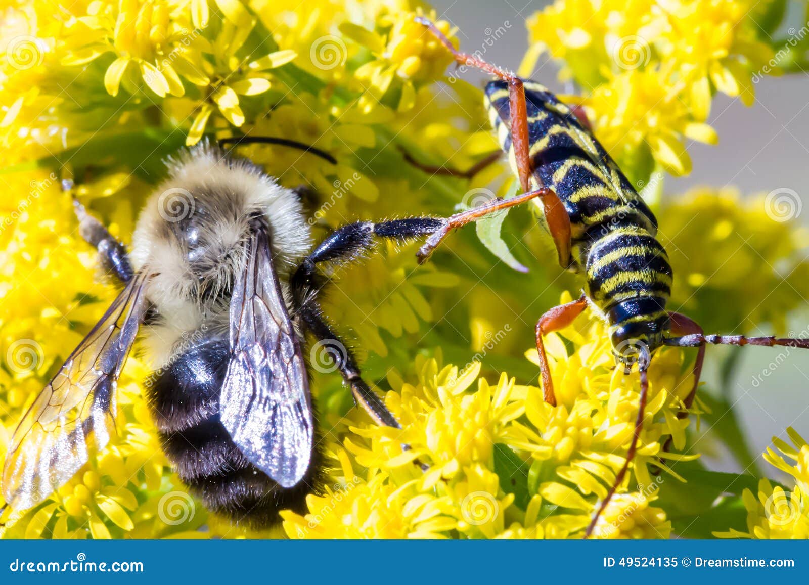 Bug Battle stock image. Image of flower, locust, bumble - 49524135