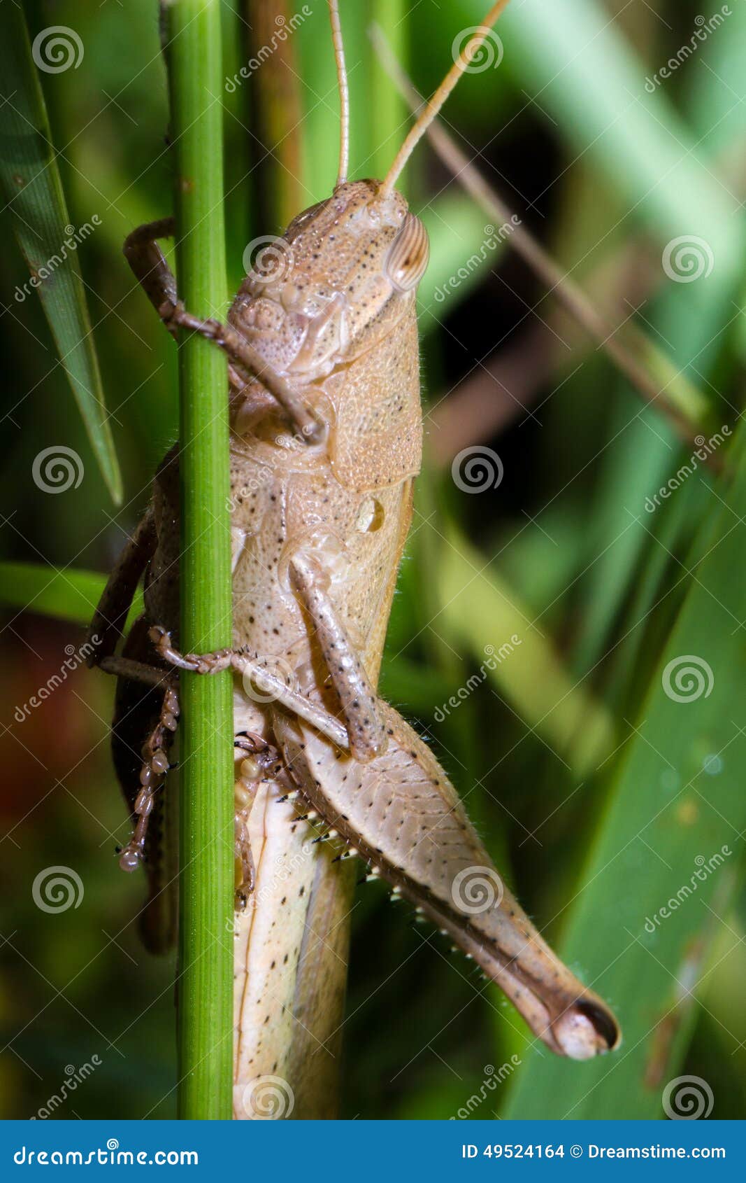 Bug Battle stock photo. Image of wildlife, grass, flower - 49524164