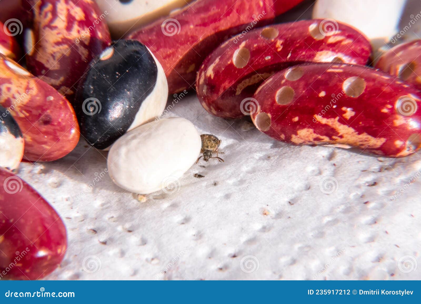 Bug - a Bean Pest Crawls among Damaged Beans Stock Photo - Image of ...