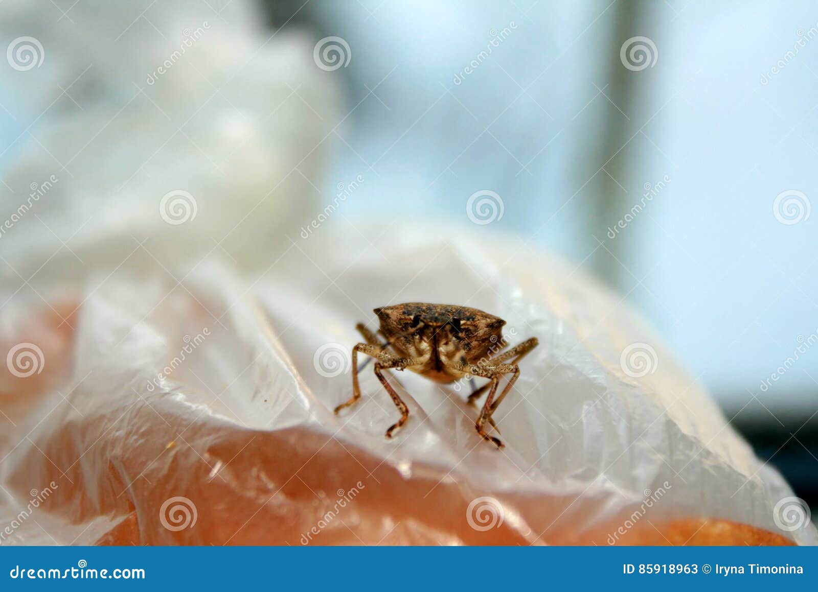 Bug. Beetle. Sunn Pest. Insect. Eurygaster Integriceps. Pest of Cereal ...