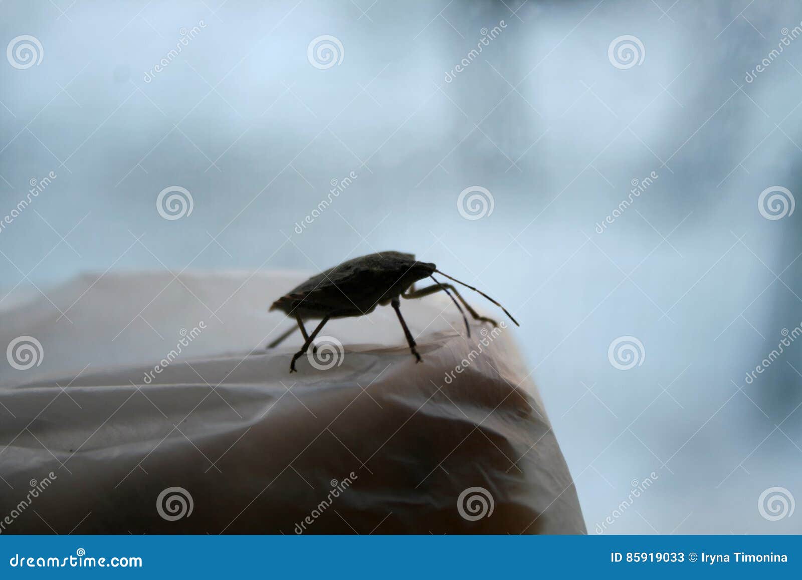 Bug. Beetle. Sunn Pest. Insect. Eurygaster Integriceps. Pest of Cereal ...