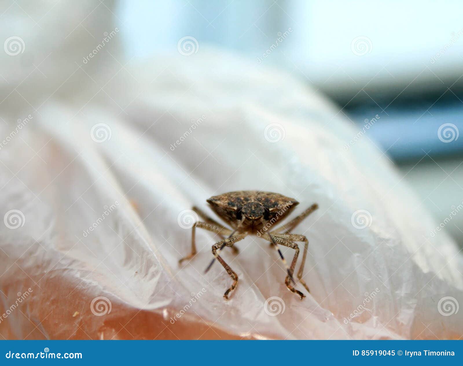 Bug. Beetle. Sunn Pest. Insect. Eurygaster Integriceps. Pest of Cereal ...