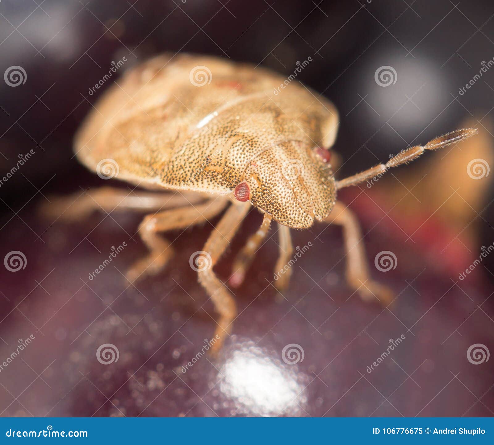 Bug on a berry. close stock image. Image of leaf, green - 106776675