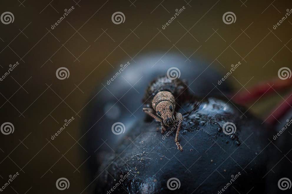 Bug on the berry stock photo. Image of nature, berry - 84856974