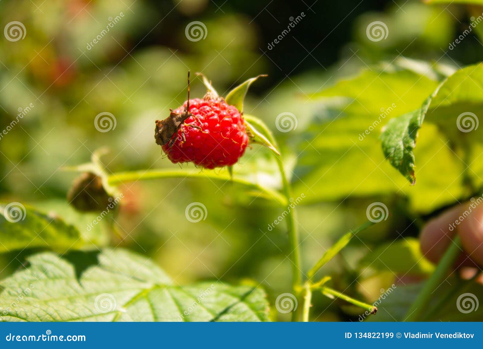 The Bug on a Berry Raspberries Stock Image - Image of forest, bunny ...